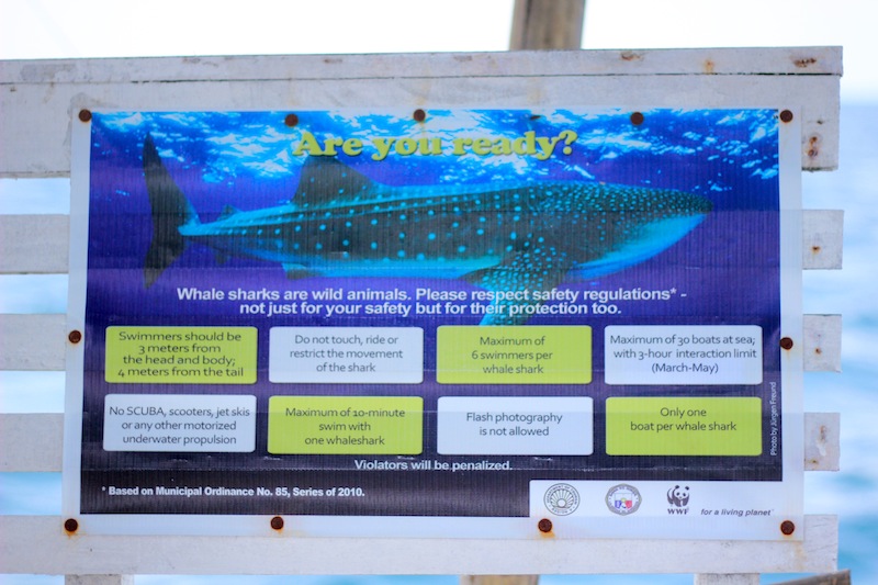 Whale sharks in Donsol - Pure Food & Travel