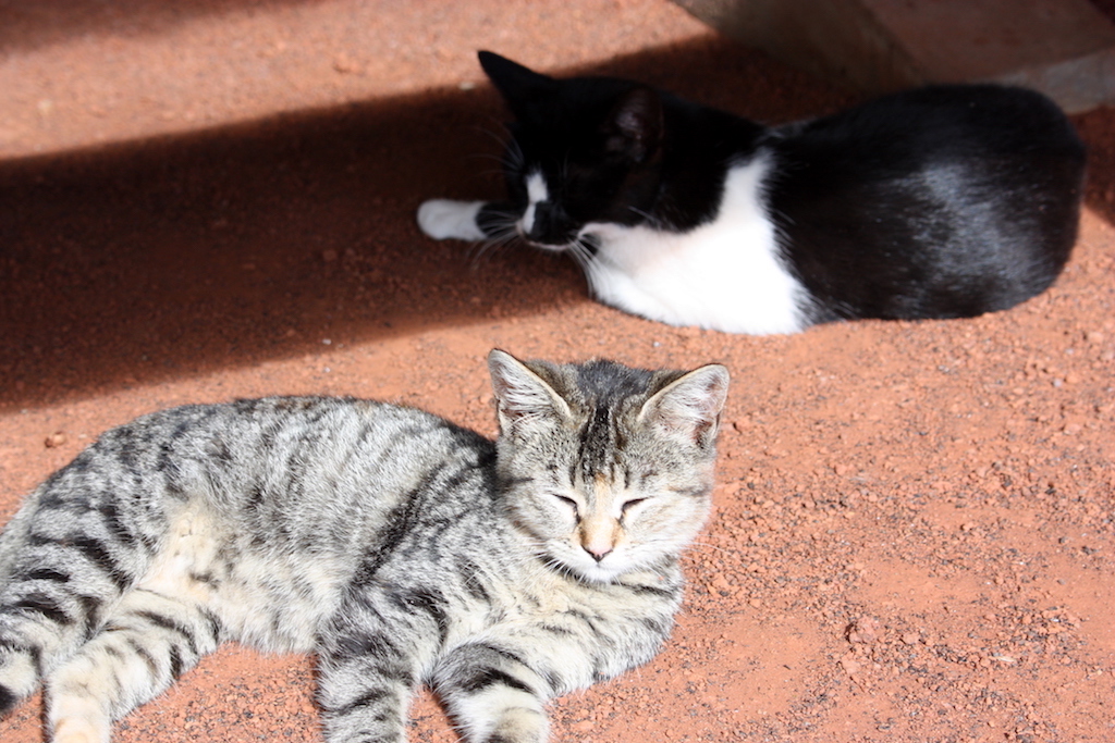 5x Azores tips - Pure Food & Travel